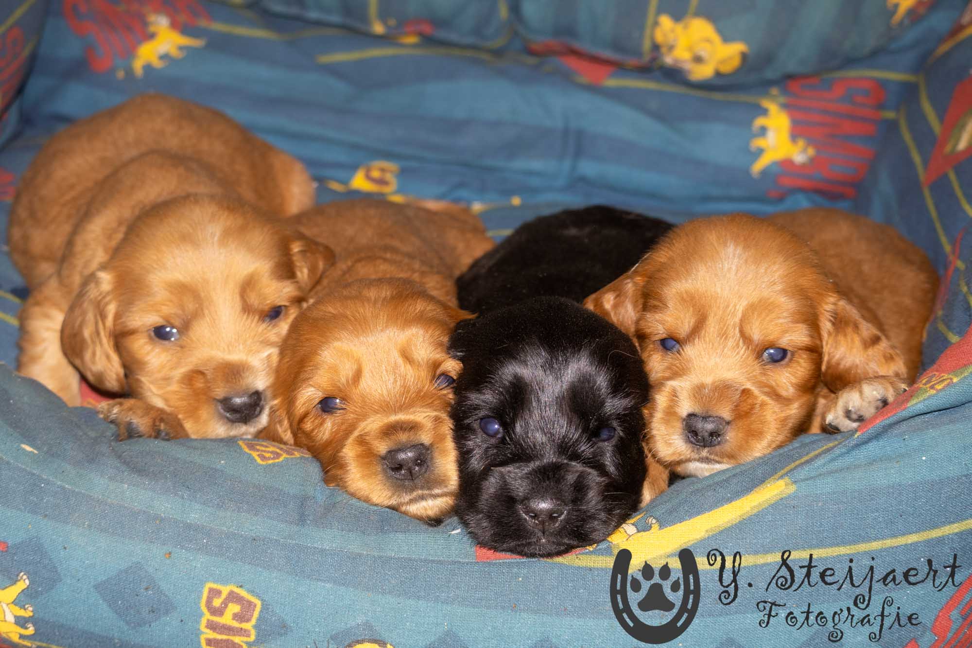 Het Eikehof : Hondenfokkerij en dierenpension